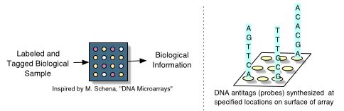 Figure 1: The purpose and general design of a universal microarray. Note that there may be ...