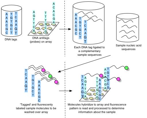 Figure 2: A typical assay using a universal microarray.
